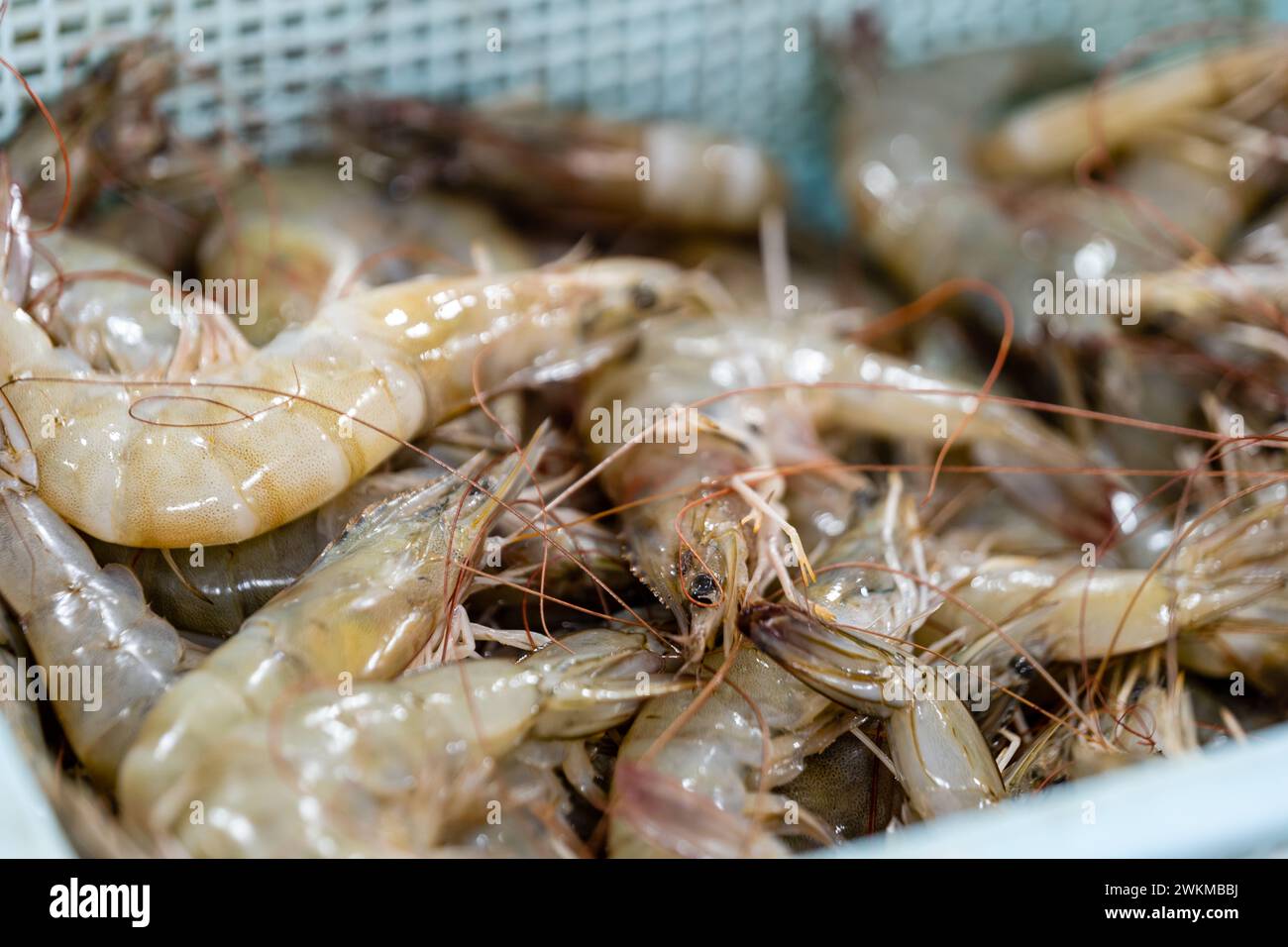 Zoom in on the captivating freshness of a prawn at a bustling seafood ...