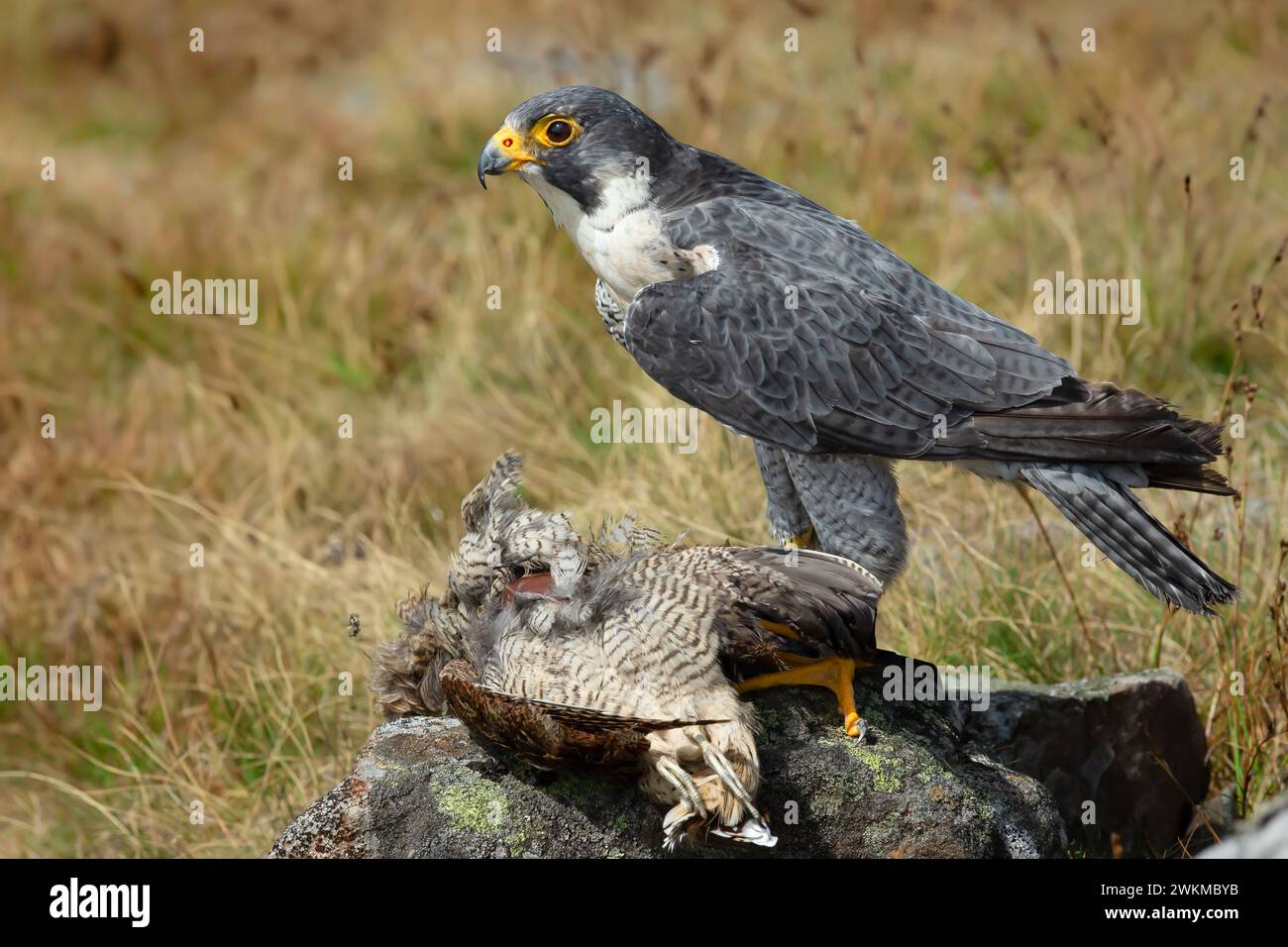 Peregrine falcon lake district hi-res stock photography and images - Alamy