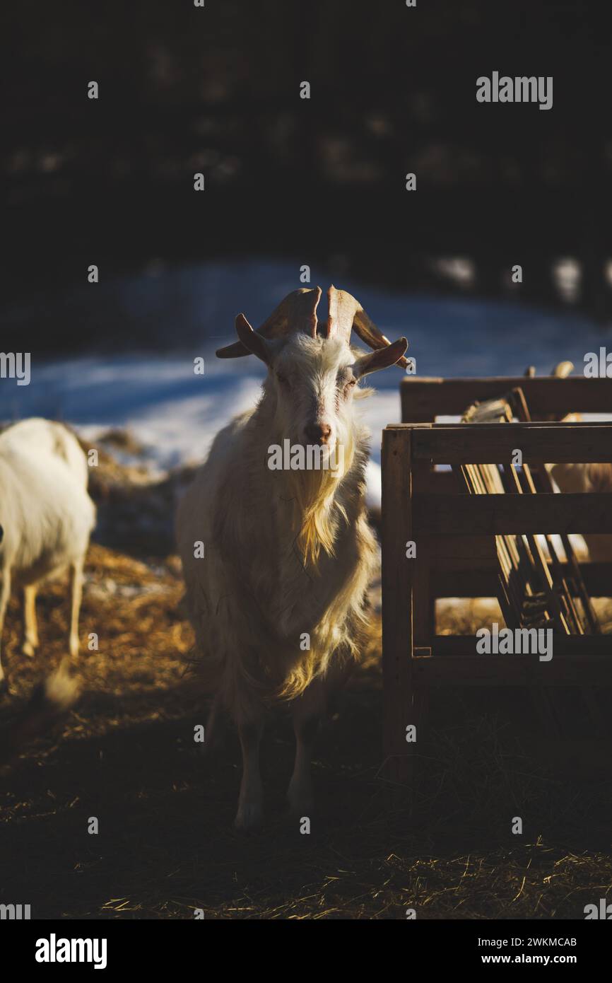 Goats grazing in the shade on a mountainside at dusk Stock Photo - Alamy