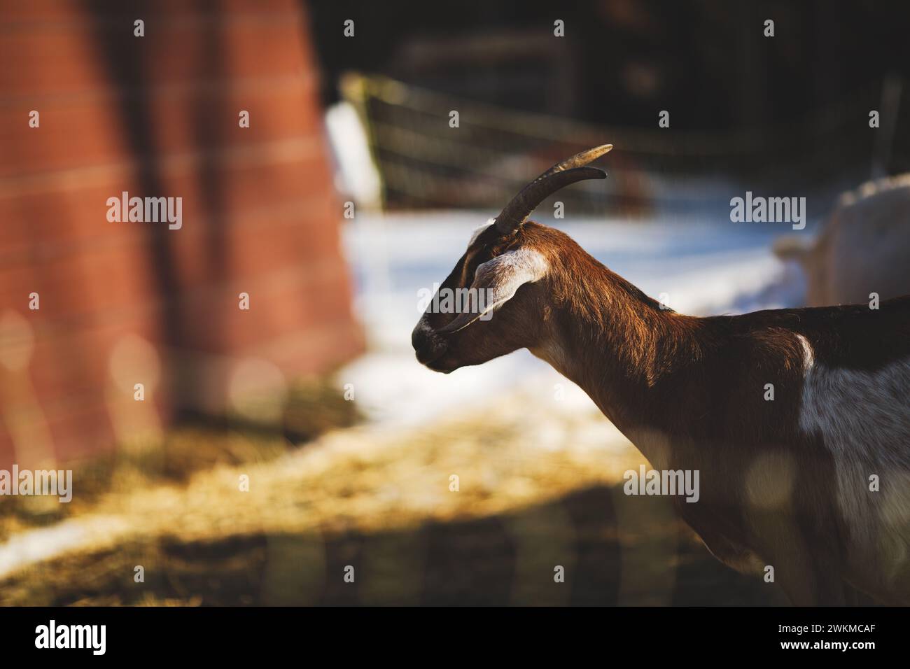 Goat perched hi-res stock photography and images - Alamy