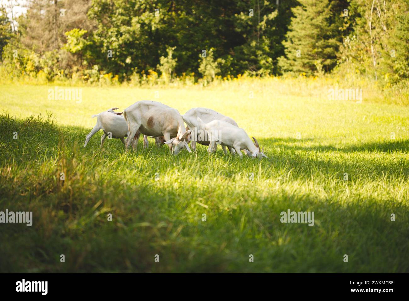 The Dairy goats on a small farm in Ontario, Canada Stock Photo - Alamy