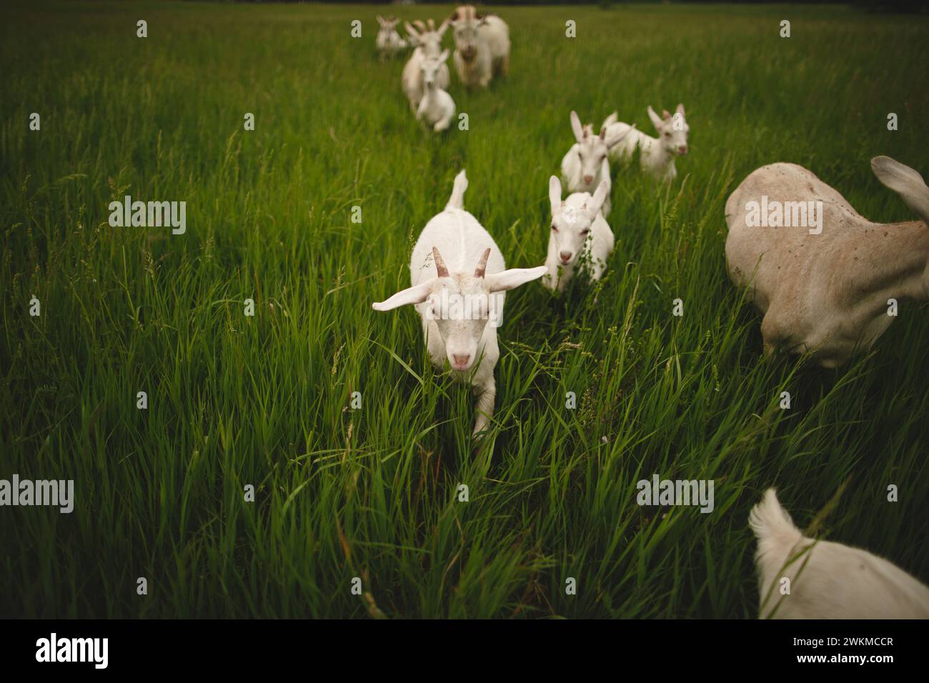 Frolic hi-res stock photography and images - Alamy