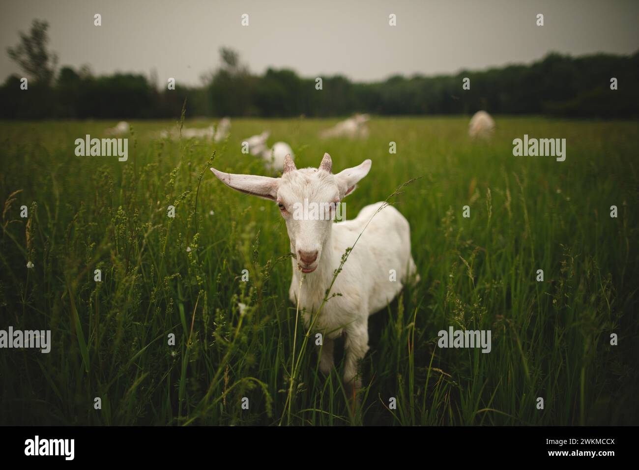 Goat with curly horns hi-res stock photography and images - Alamy