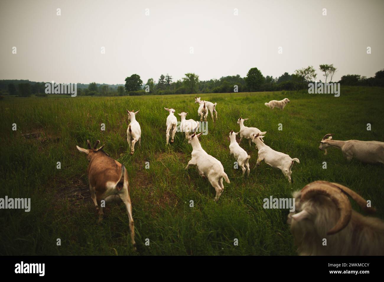Goats with open horns grazing in a field Stock Photo - Alamy