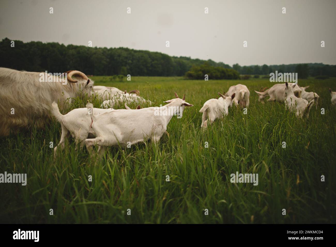 Goats grazing in lush pasture with trees in background Stock Photo - Alamy