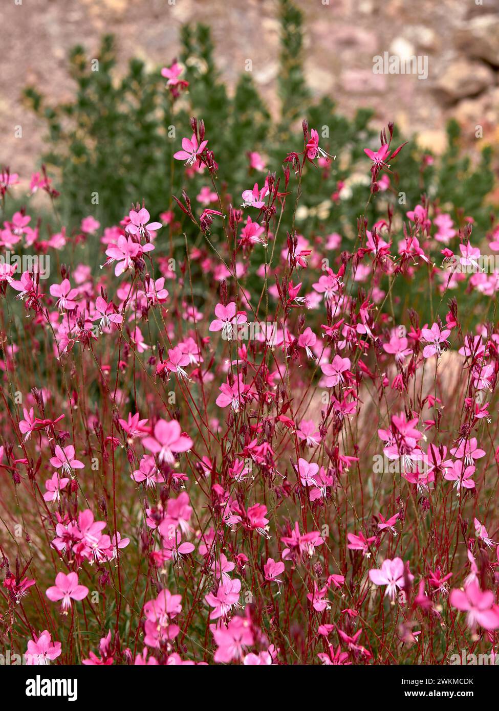 Detail of Gaura flower strellite on unfocused green background. Flower ...