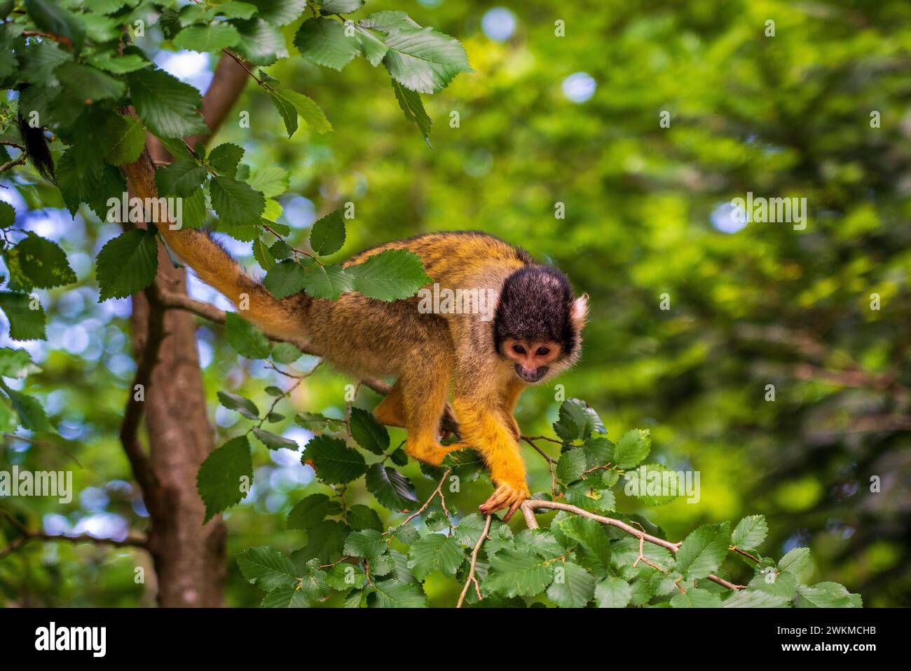 Little monkey on the tree in the Apenheul Monkey Park in the ...