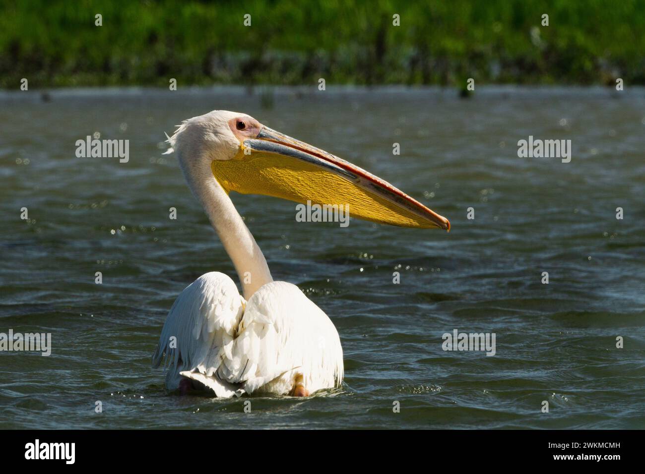 Common Pelican - Aves - Pelecanus onocrotalus in Danube Delta Romania ...