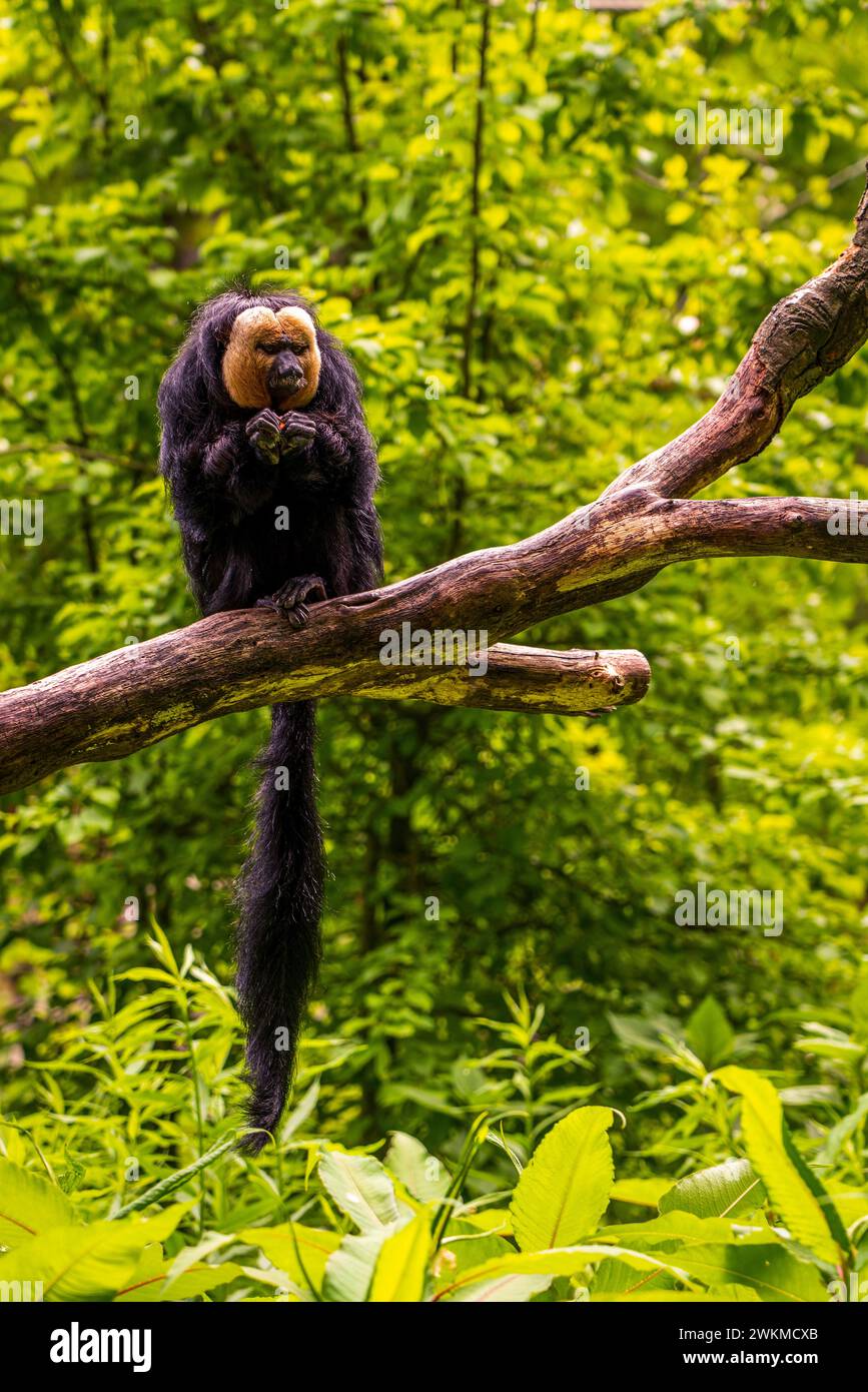 monkey on the tree in the Apenheul Monkey Park in the Netherlands Stock ...