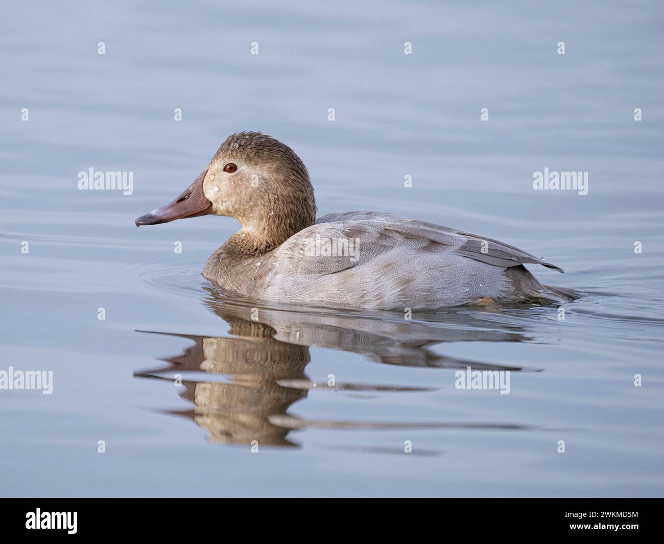 Common Pochard (Aythya ferina) with an aberrant leucistic plumage and ...