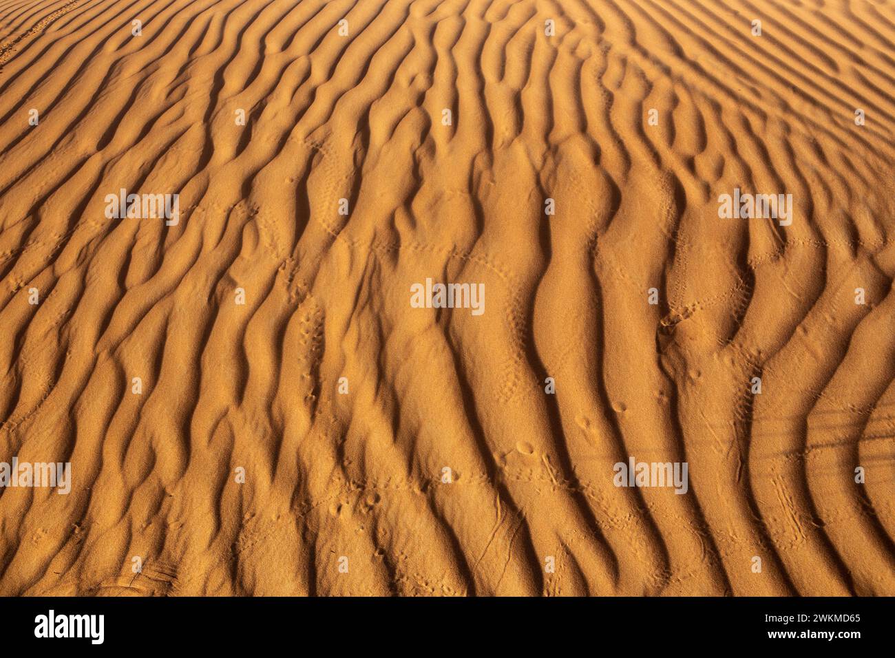 Golden desert sand dune texture with ripples created by the wind and ...