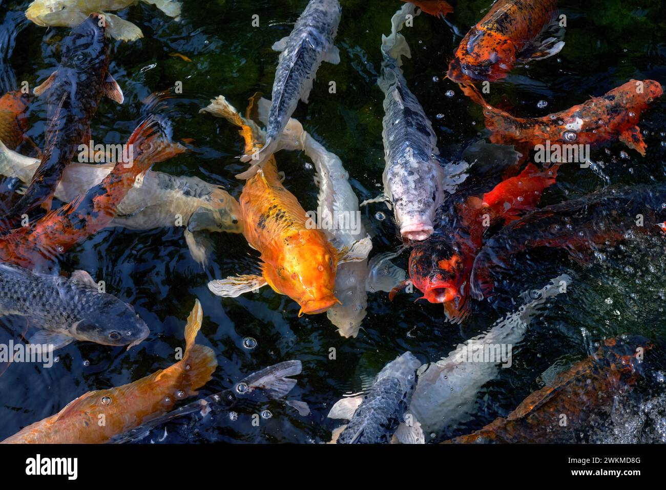 Koi carp fish hi-res stock photography and images - Alamy