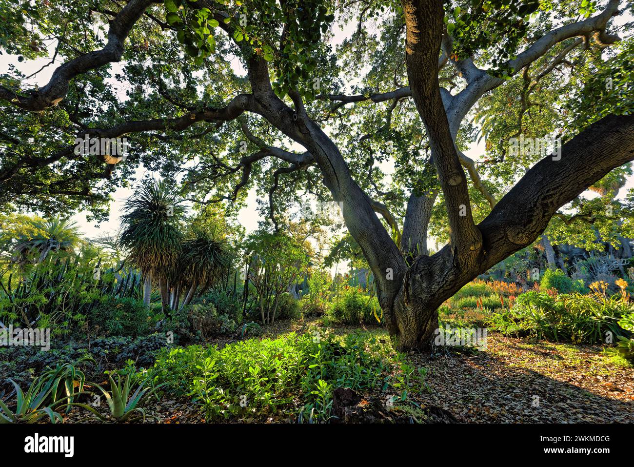 A cluster of trees surrounded by foliage and shrubs in a tranquil ...