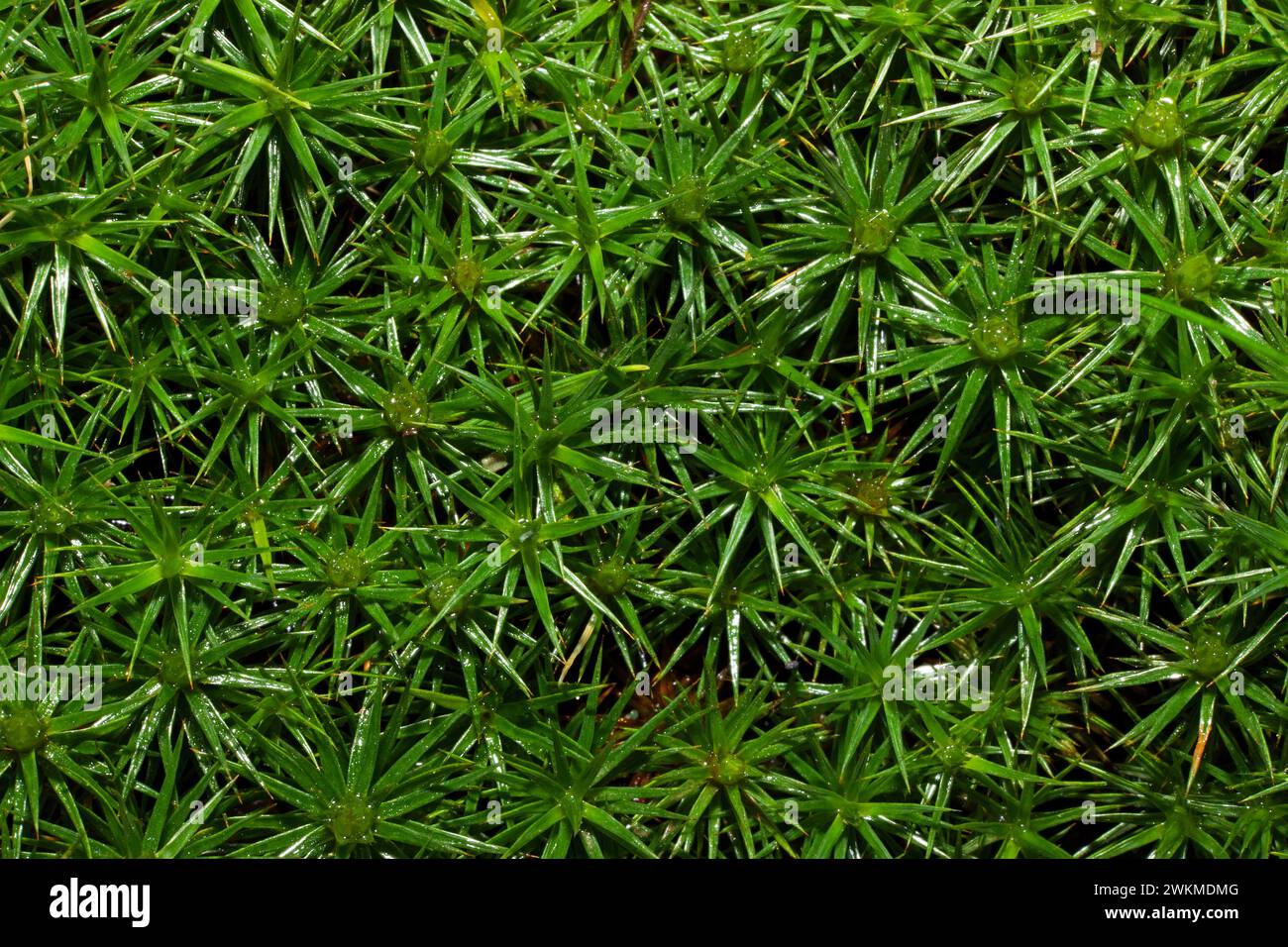 Moss found on all continents including antarctica hi-res stock ...