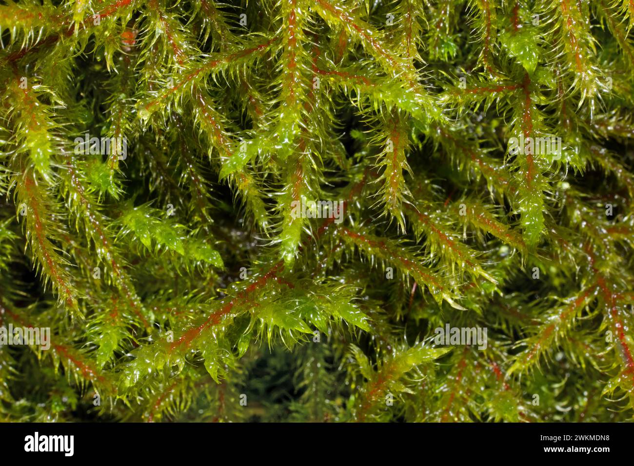 Rhytidiadelphus loreus (Little Shaggy Moss) occurs in acidic woods and ...