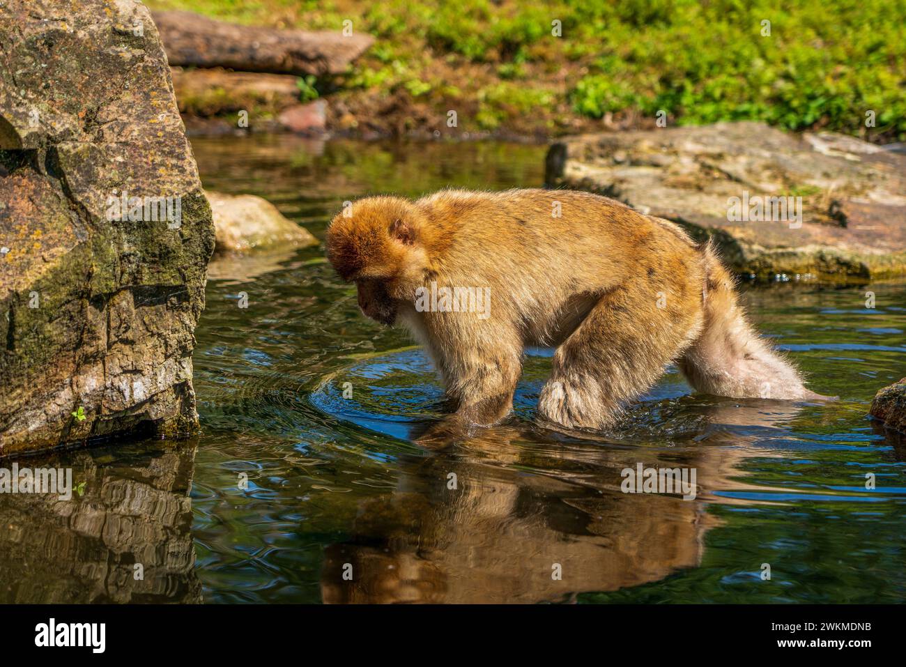Rhesus monkey in the Apenheul monkey park in the Netherlands Stock ...
