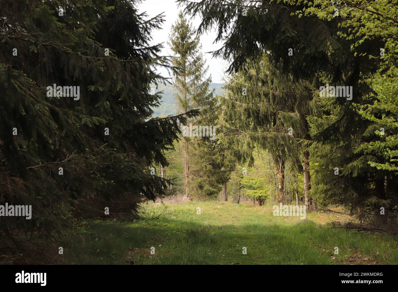 Waldwege im taunus hi-res stock photography and images - Alamy