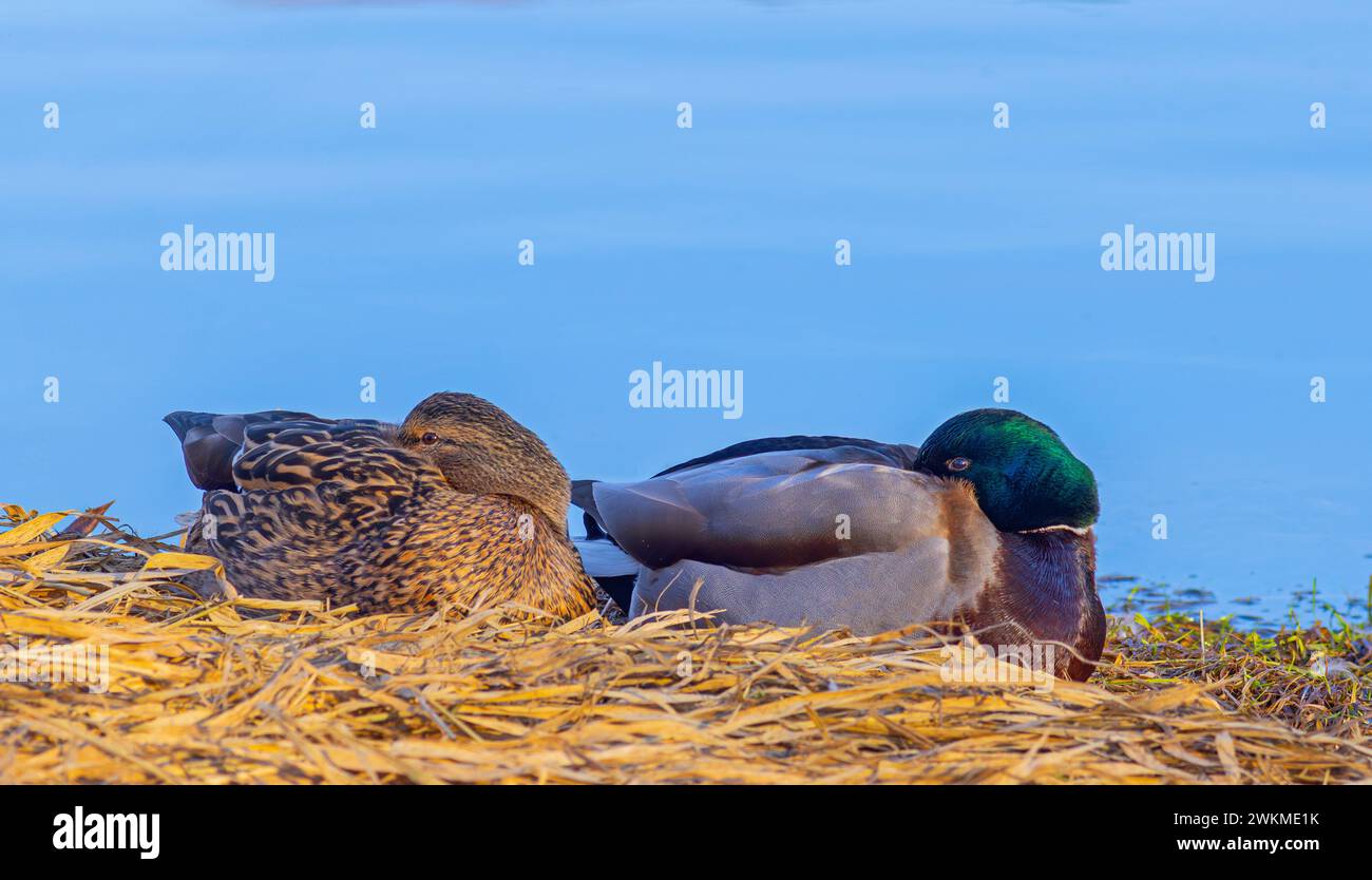 Two ducks resting on hay near water in natural landscape Stock Photo ...