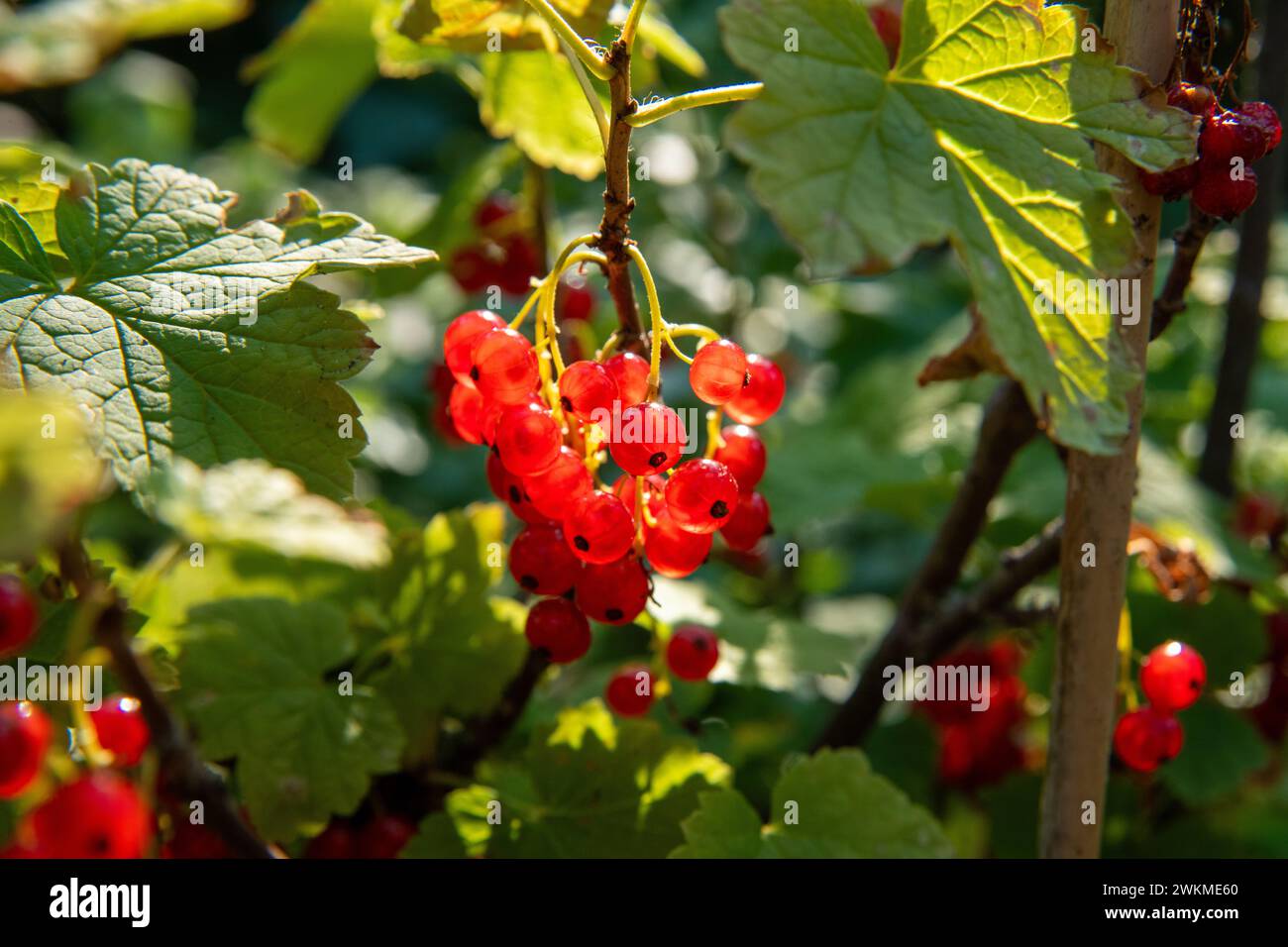 A bunch of currants in the sunlight. Red and juicy, they hang from the ...