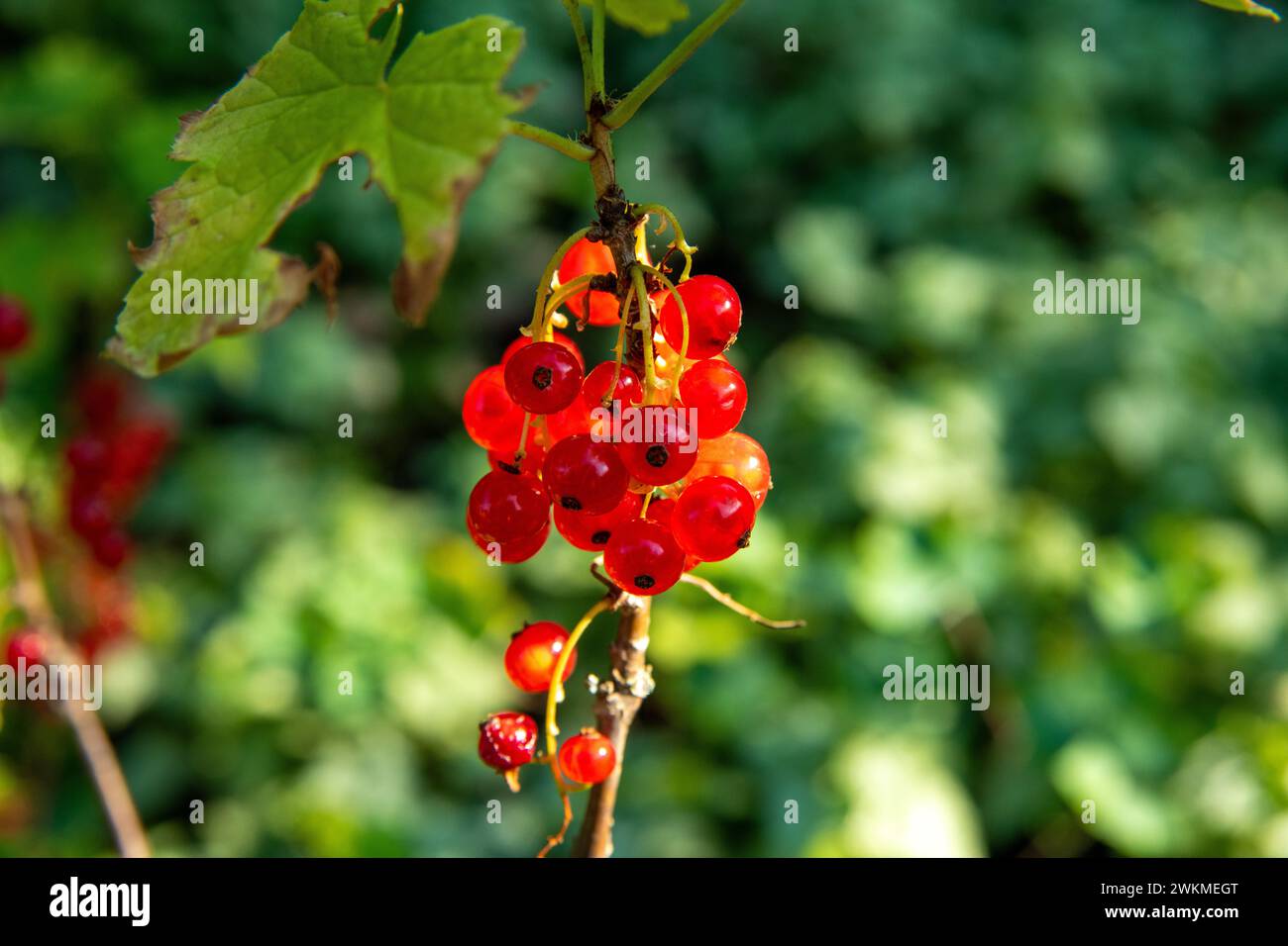 A bunch of currants in the sunlight. Red and juicy, they hang from the ...