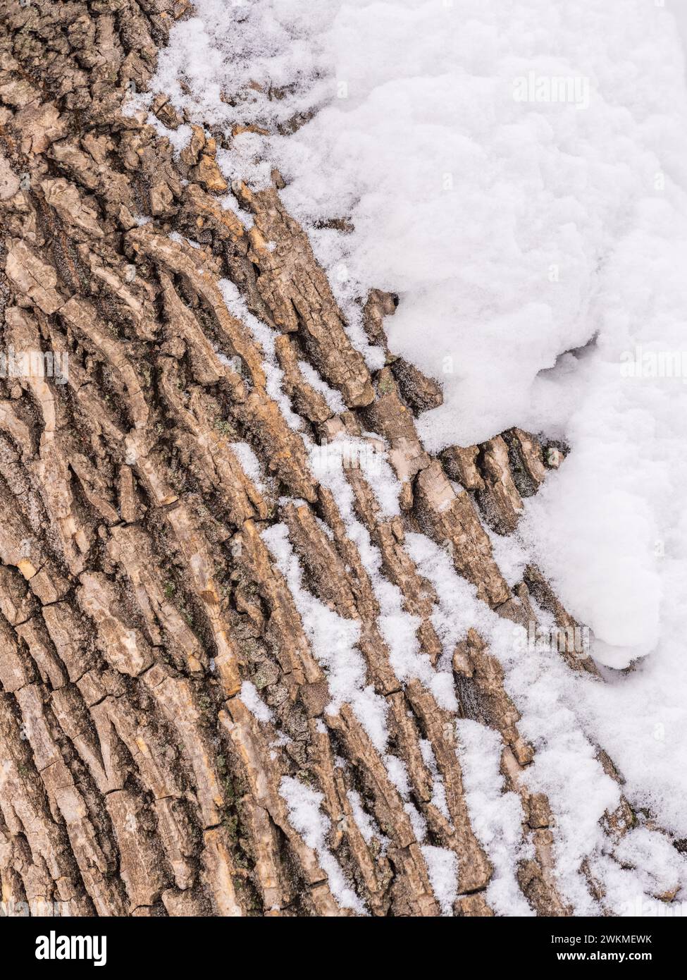 Cork tree bark texture with snow. Tree bark texture with snow. Natural ...
