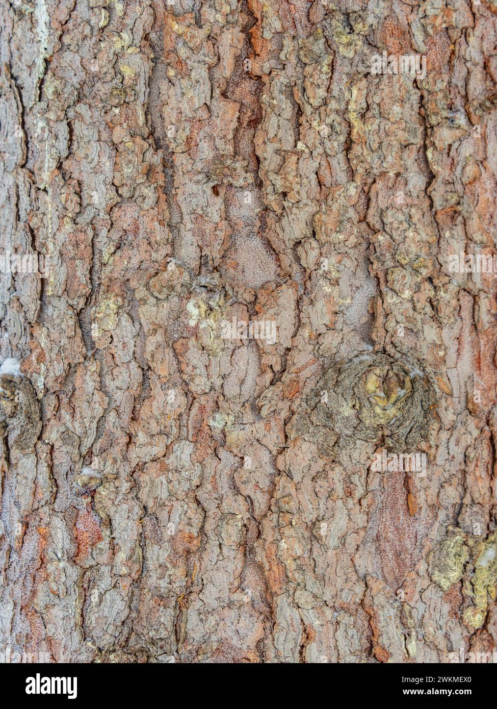 Bark texture and background of a old fir tree trunk. Detailed bark ...