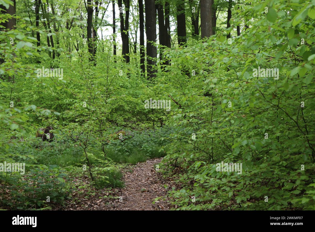 Wald im rheingau taunus hi-res stock photography and images - Alamy