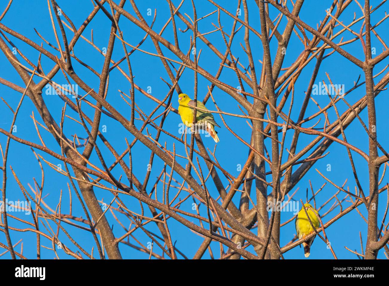 African Green Pigeon in Tree Branches Near Maun, Botswana Stock Photo ...