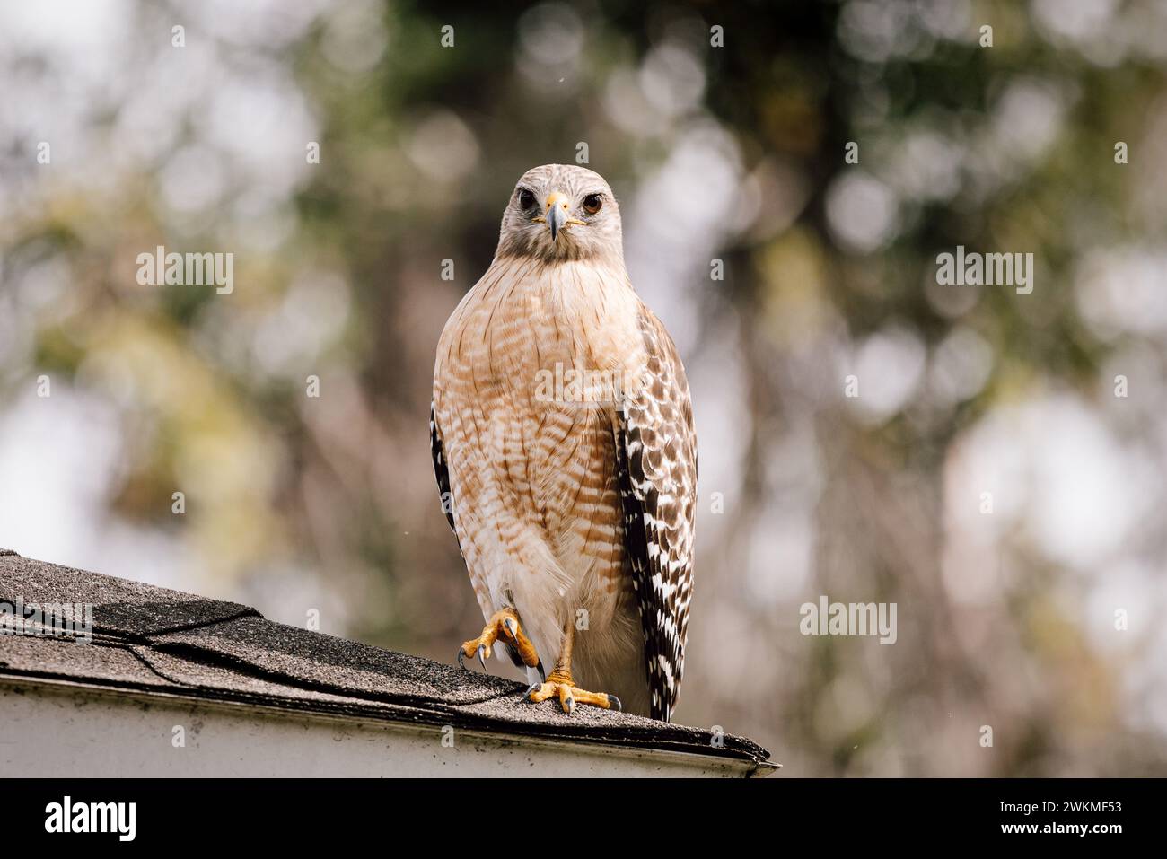 Red shouldered hawk portrait hi-res stock photography and images - Alamy