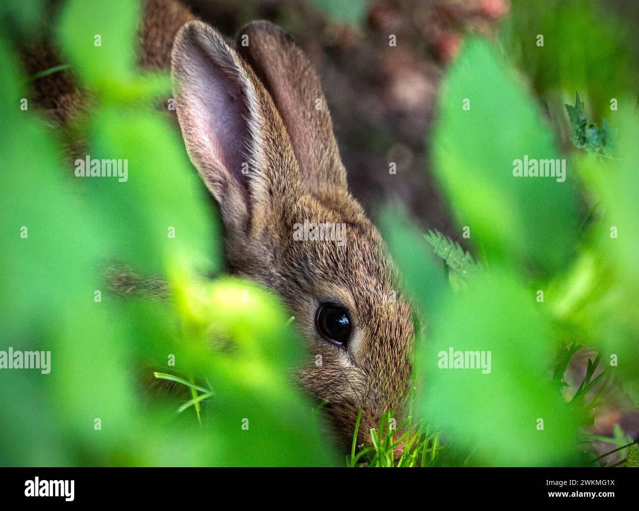 Hiding peeping hi-res stock photography and images - Alamy