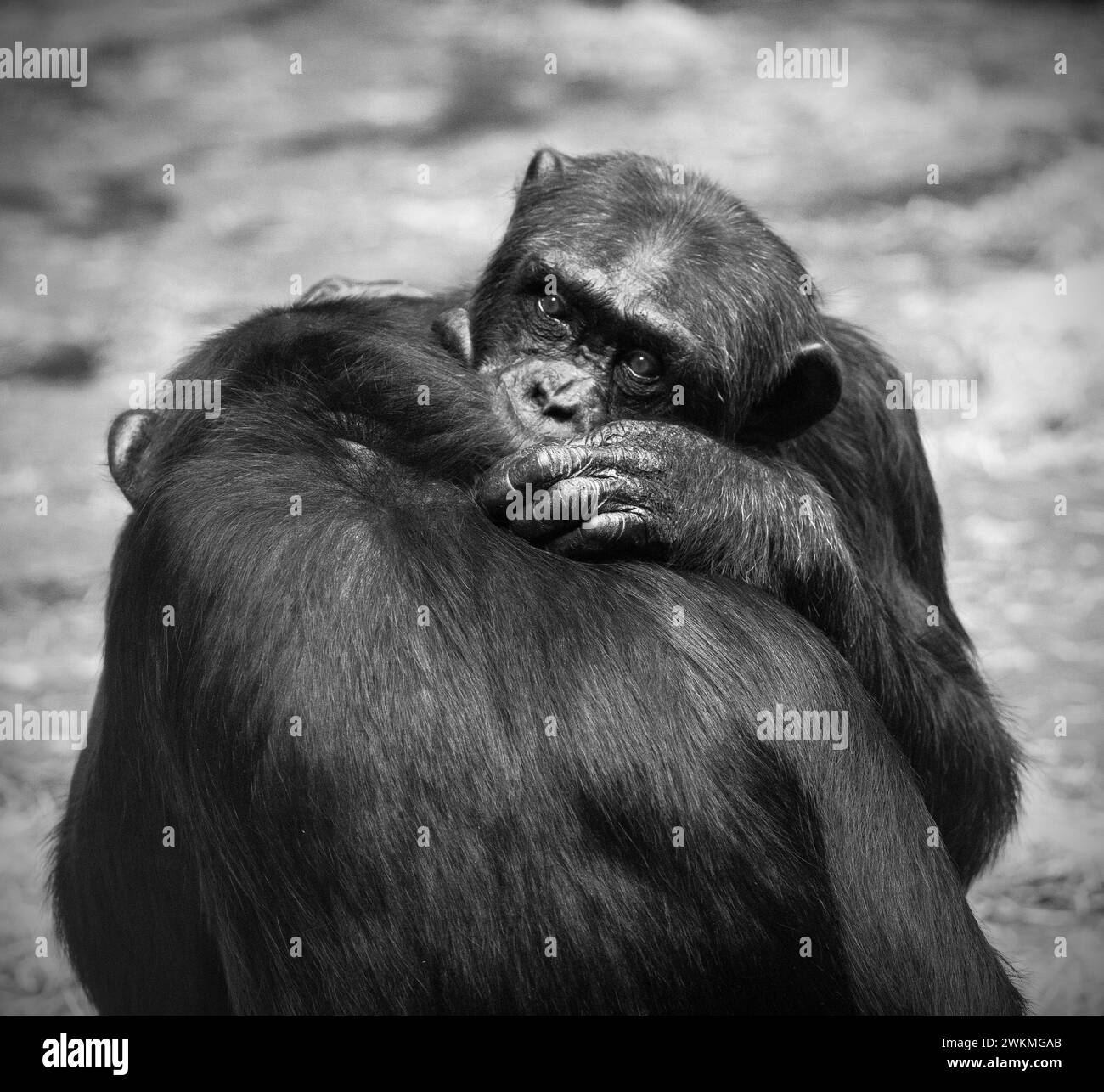 Black and white image of Two chimpanzees grooming each other Stock ...