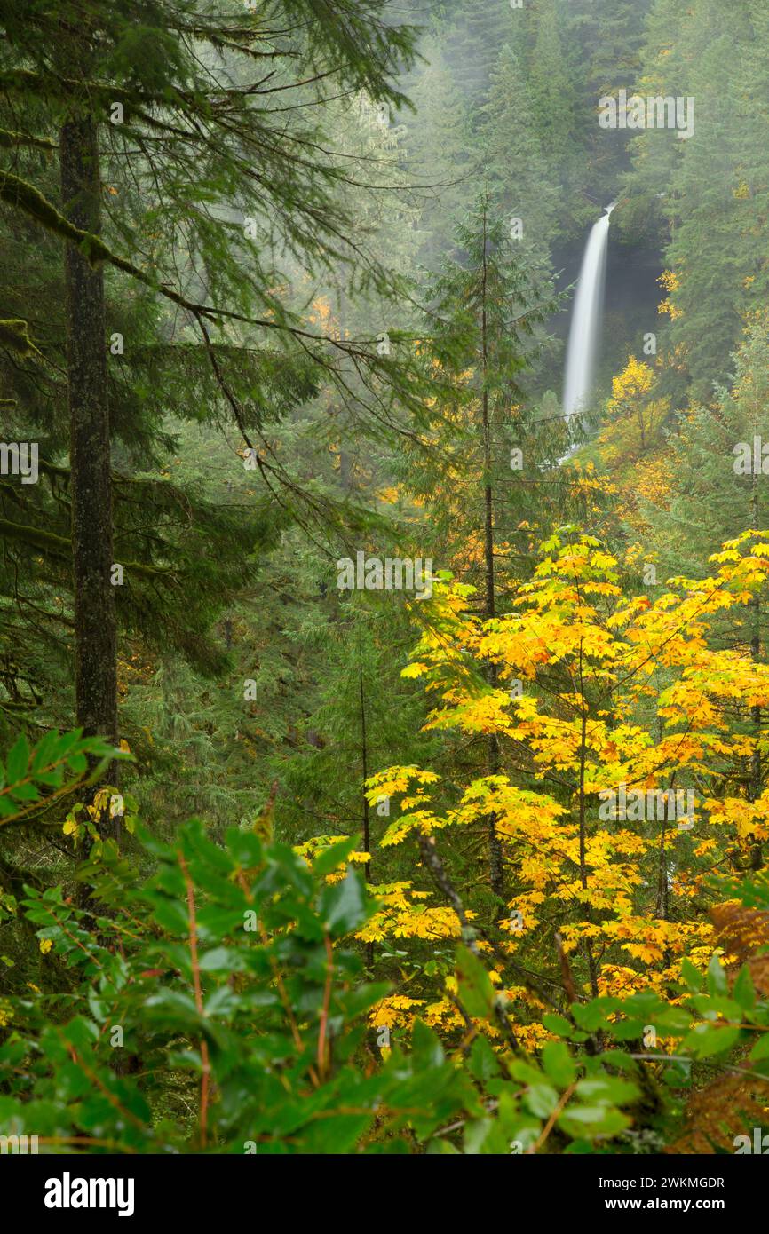 North Falls, Silver Falls State Park, Oregon Stock Photo - Alamy