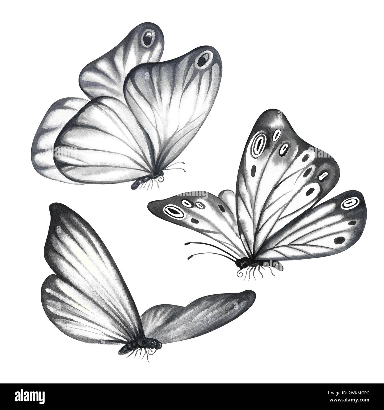 A Set Of Grey Flying Butterflies Clip Art Hand Drawn Watercolor
