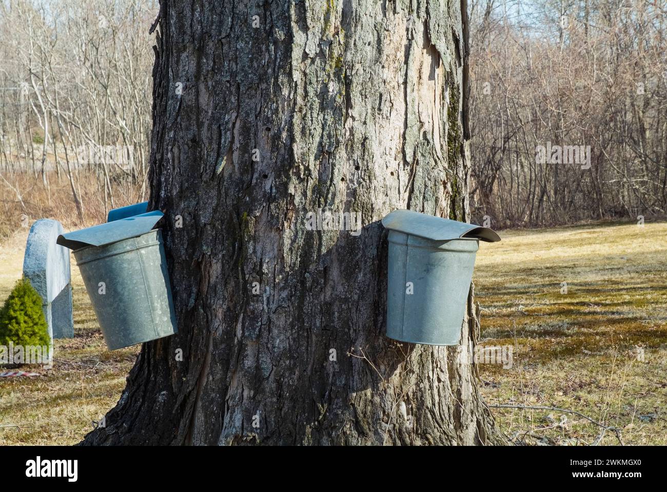 Buckets collecting sap from a Maple tree in New Hampshire Stock Photo ...