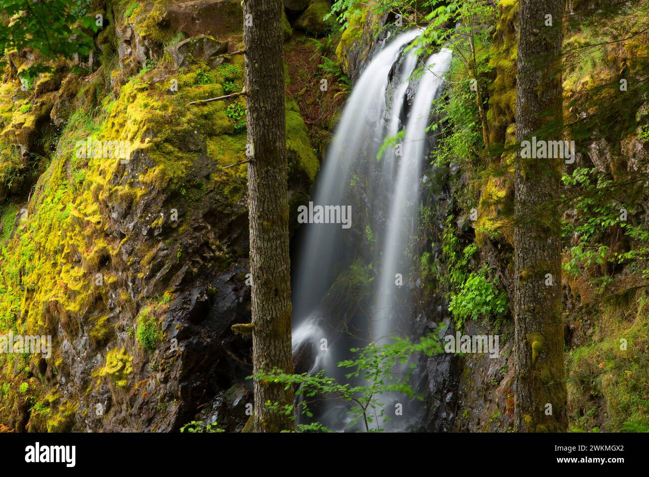 Lower Shellburg Falls, Santiam State Forest, Oregon Stock Photo - Alamy