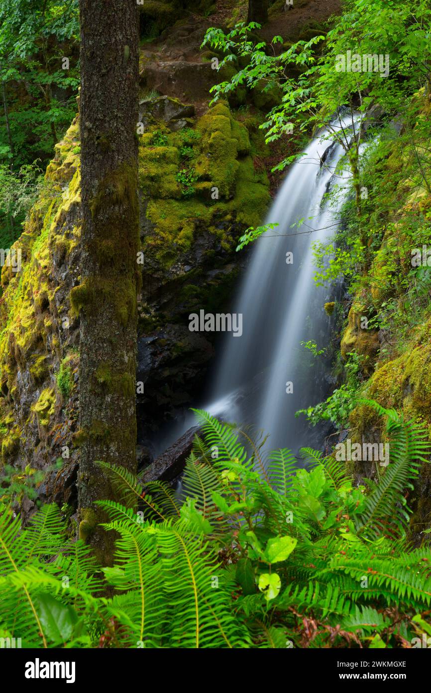 Lower Shellburg Falls, Santiam State Forest, Oregon Stock Photo - Alamy
