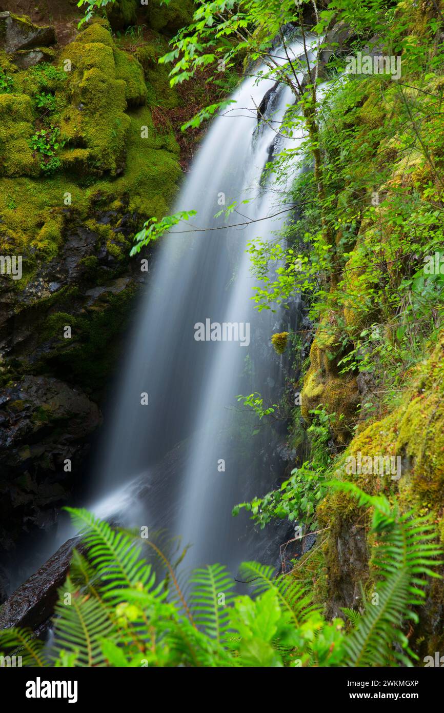 Lower Shellburg Falls, Santiam State Forest, Oregon Stock Photo - Alamy