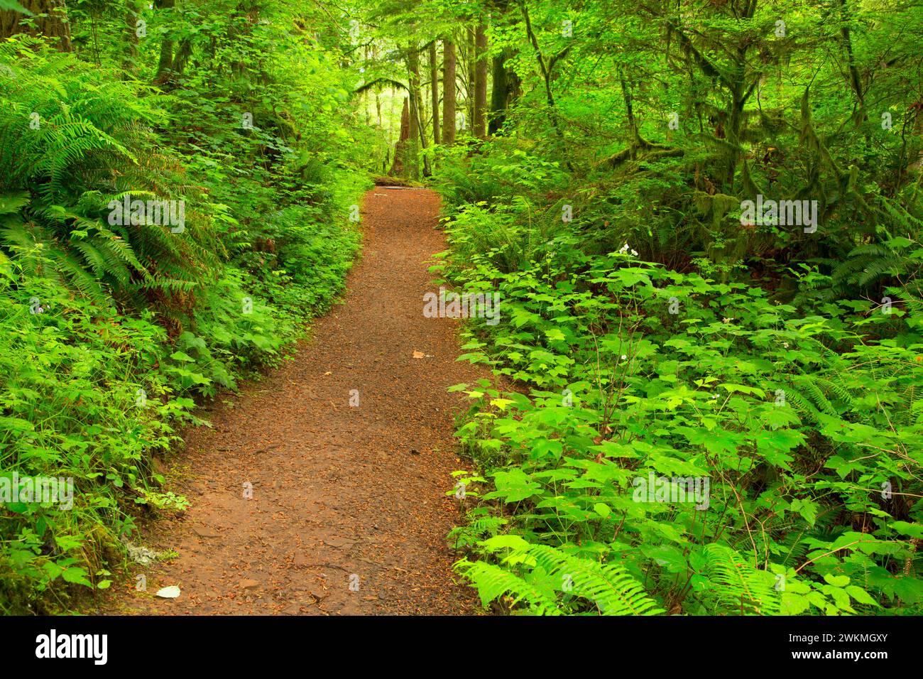Shellburg Falls Trail, Santiam State Forest, Oregon Stock Photo - Alamy