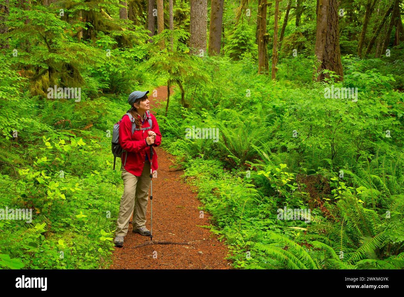Shellburg Falls Trail, Santiam State Forest, Oregon Stock Photo - Alamy