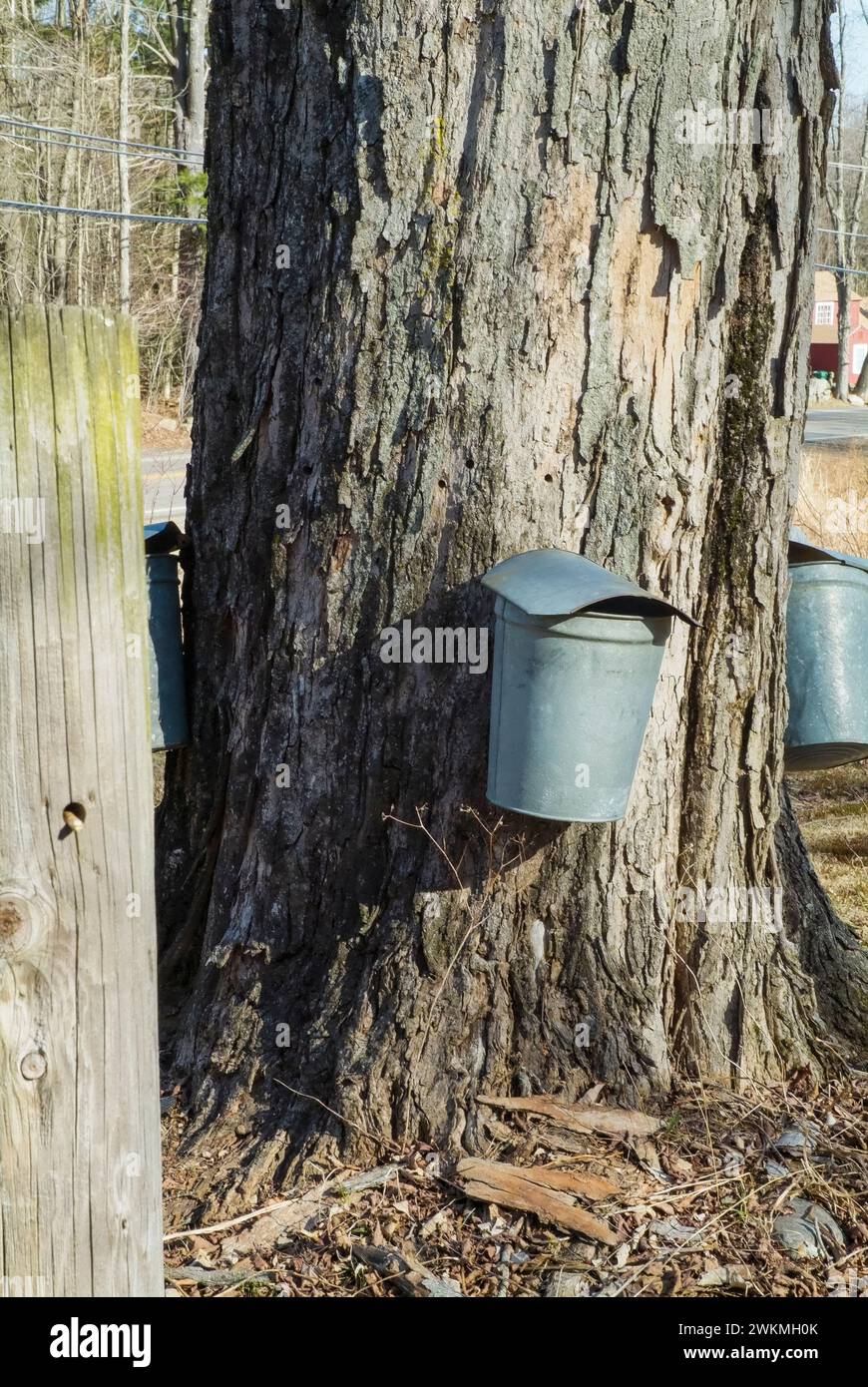 Buckets collecting sap from a Maple tree in New Hampshire Stock Photo ...