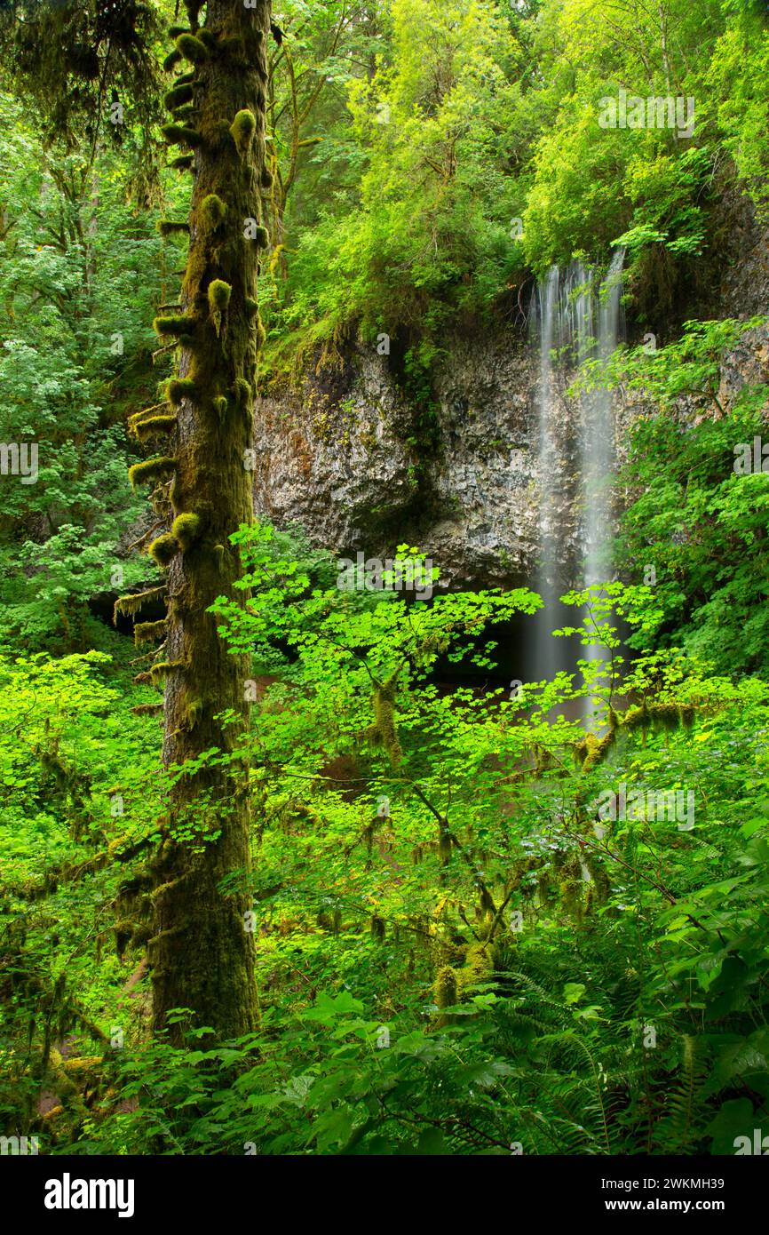 Shellburg Falls along Shellburg Falls Trail, Santiam State Forest ...