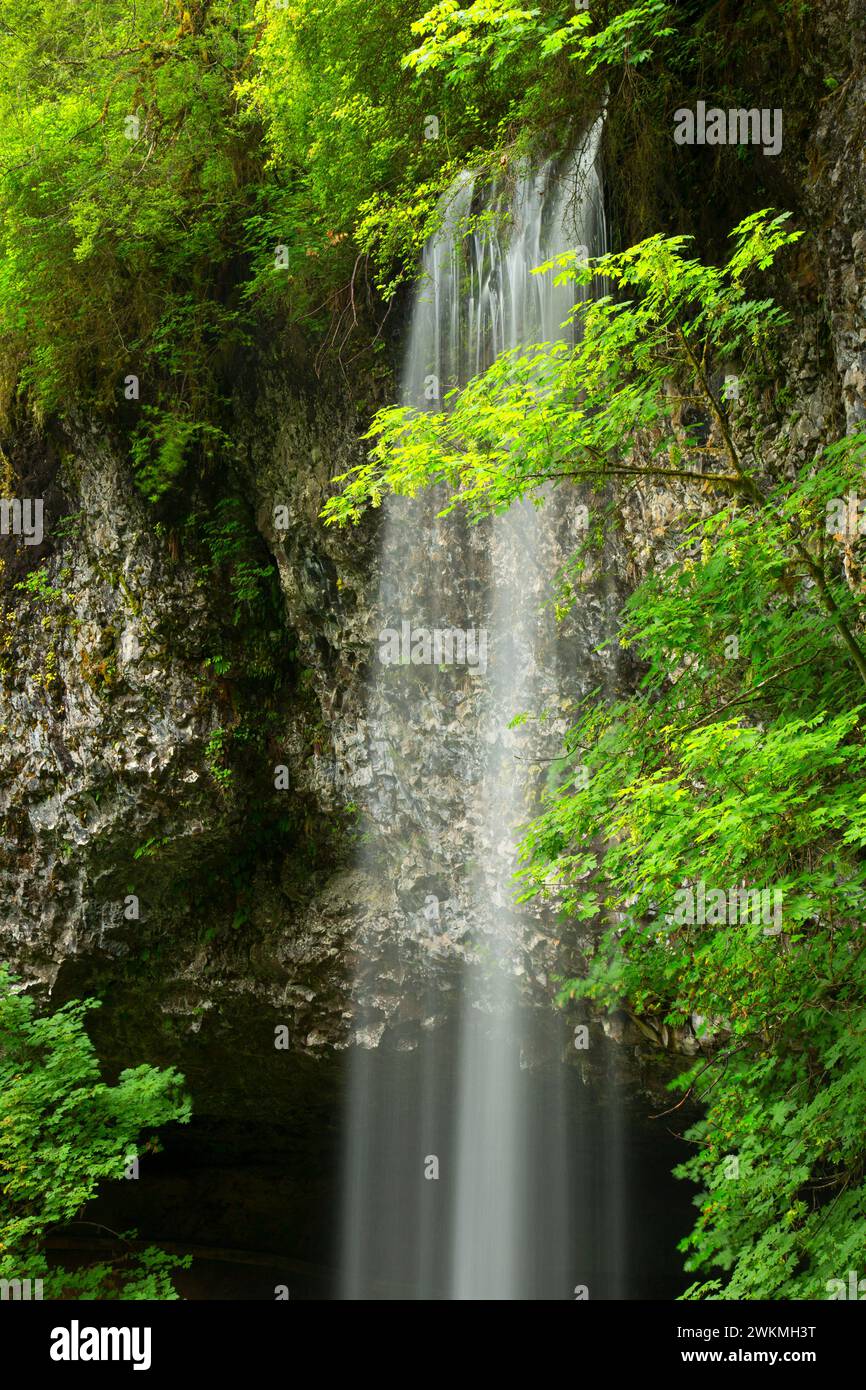 Shellburg Falls along Shellburg Falls Trail, Santiam State Forest ...