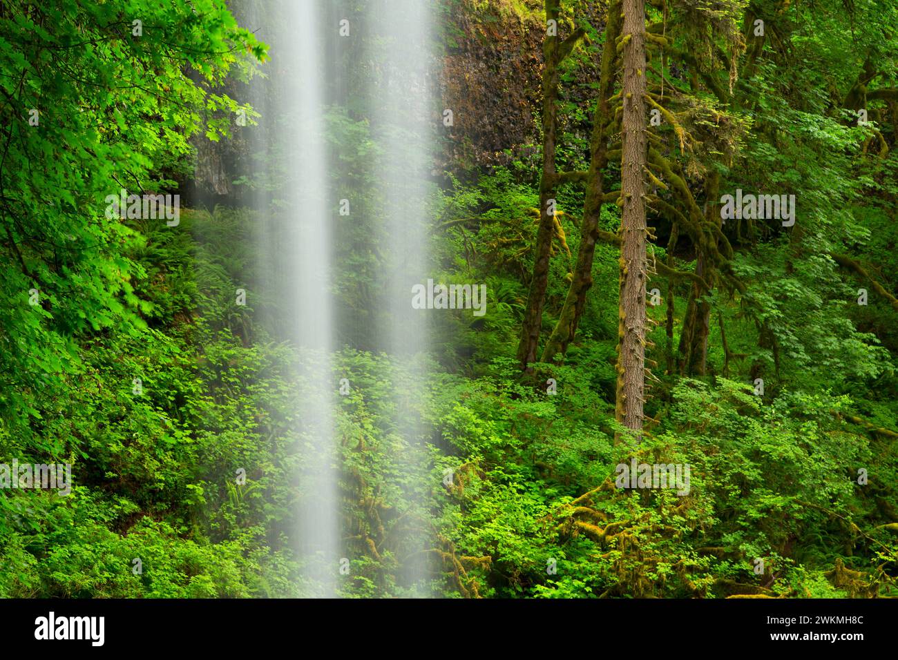 Shellburg Falls along Shellburg Falls Trail, Santiam State Forest ...