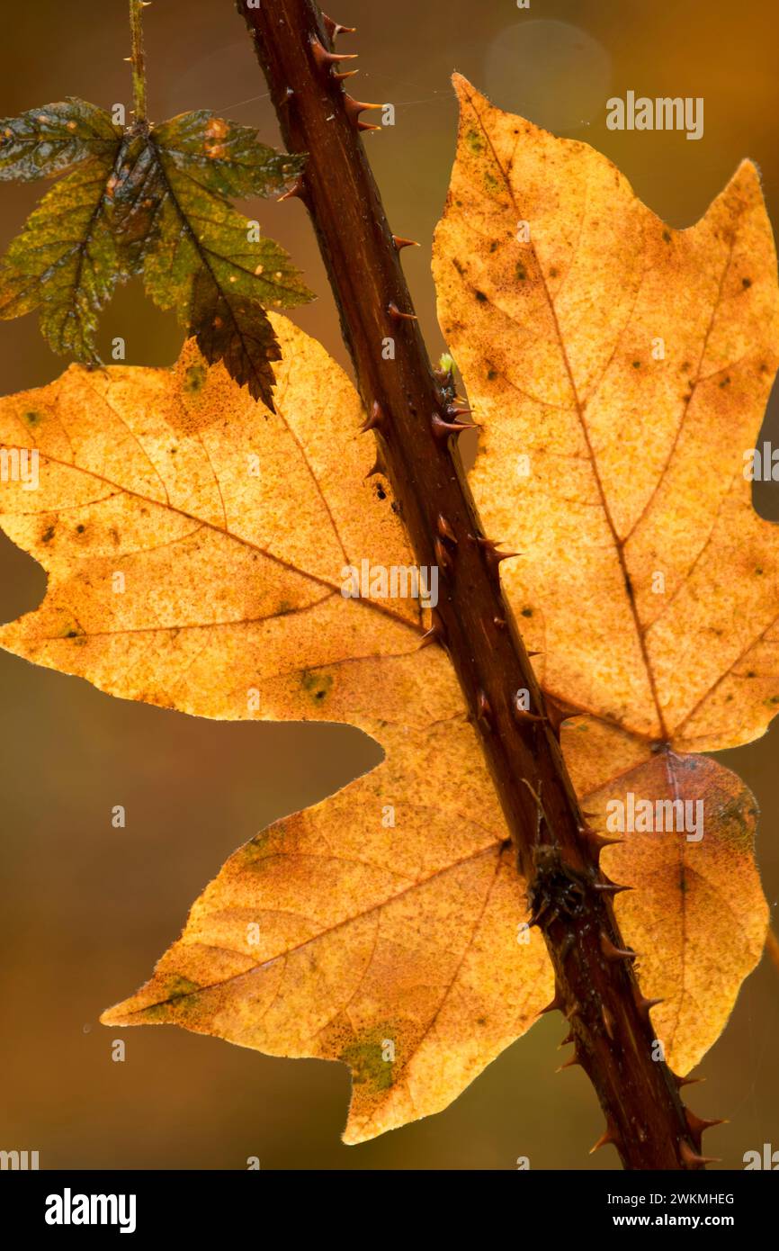 Bigleaf maple leaf on Trail of Ten Falls, Silver Falls State Park ...