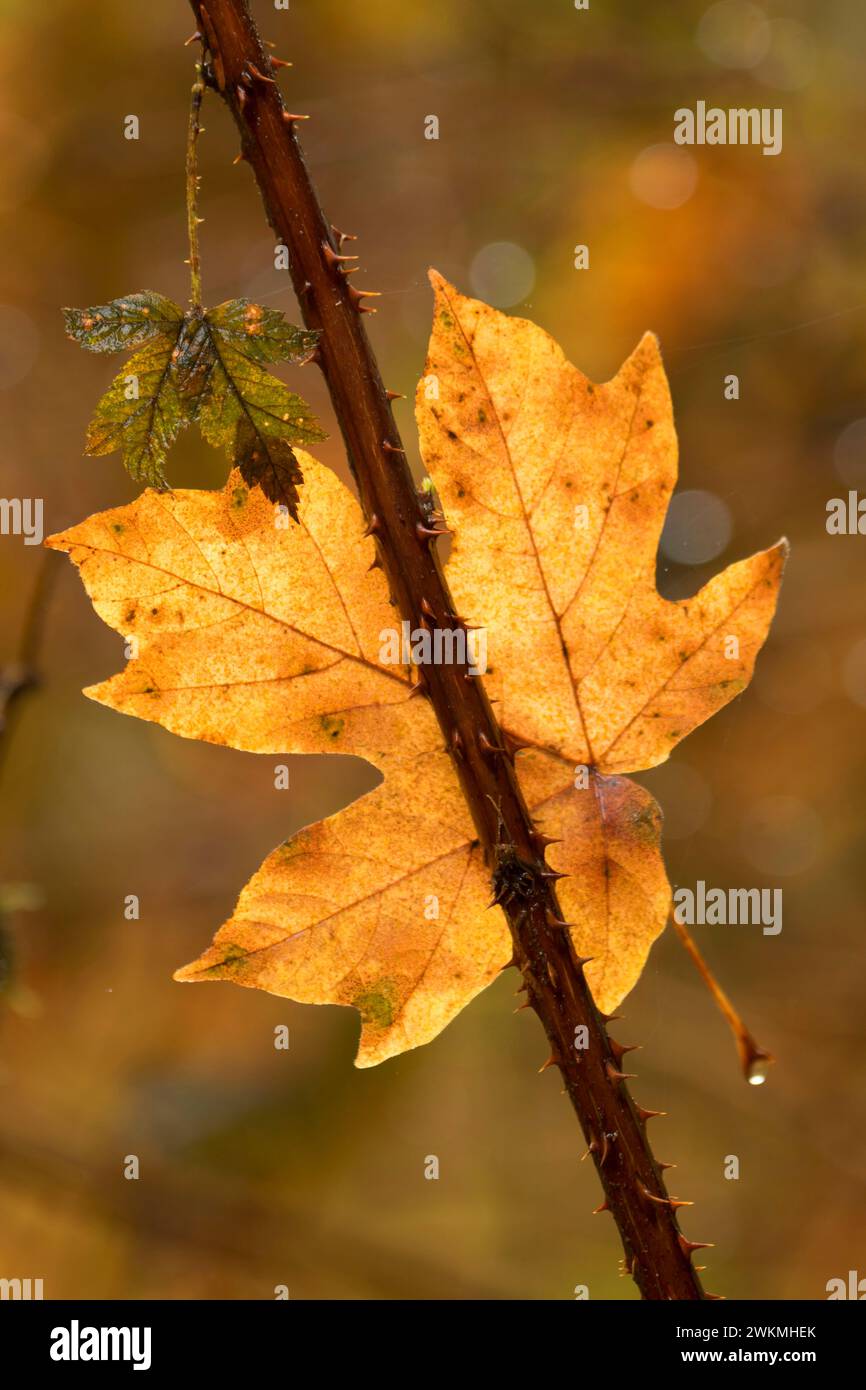 Salmonberry prickers hi-res stock photography and images - Alamy