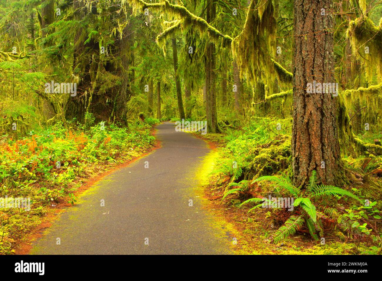 Bike Rim Trail, Silver Falls State Park, Oregon Stock Photo - Alamy