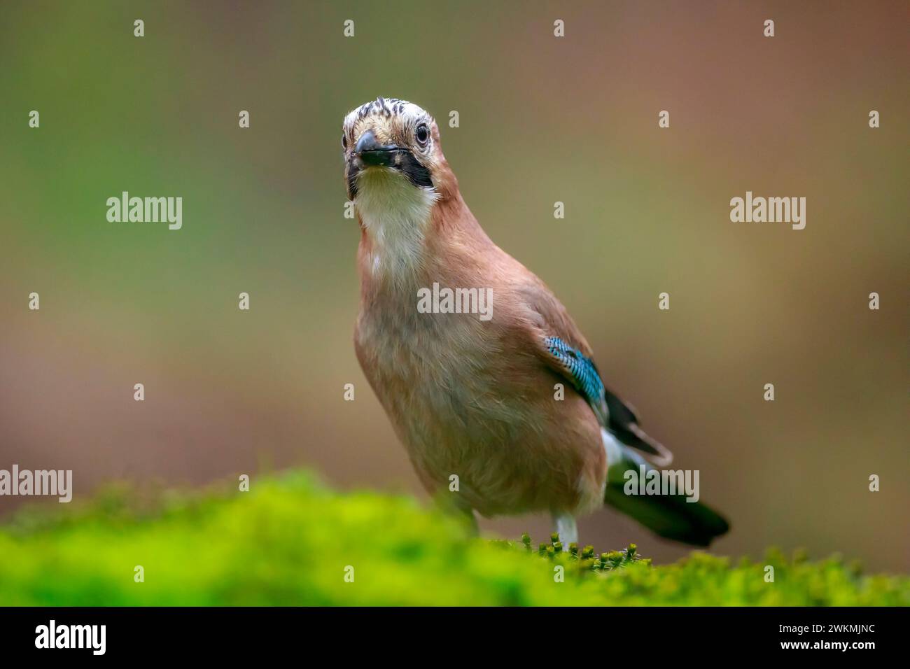 Foraging insects hi-res stock photography and images - Alamy
