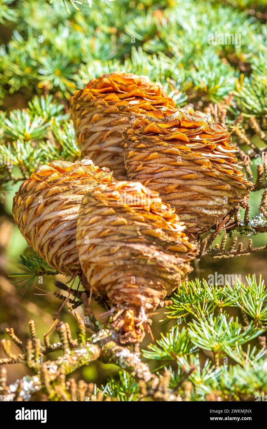 Pine cone scales hi-res stock photography and images - Alamy