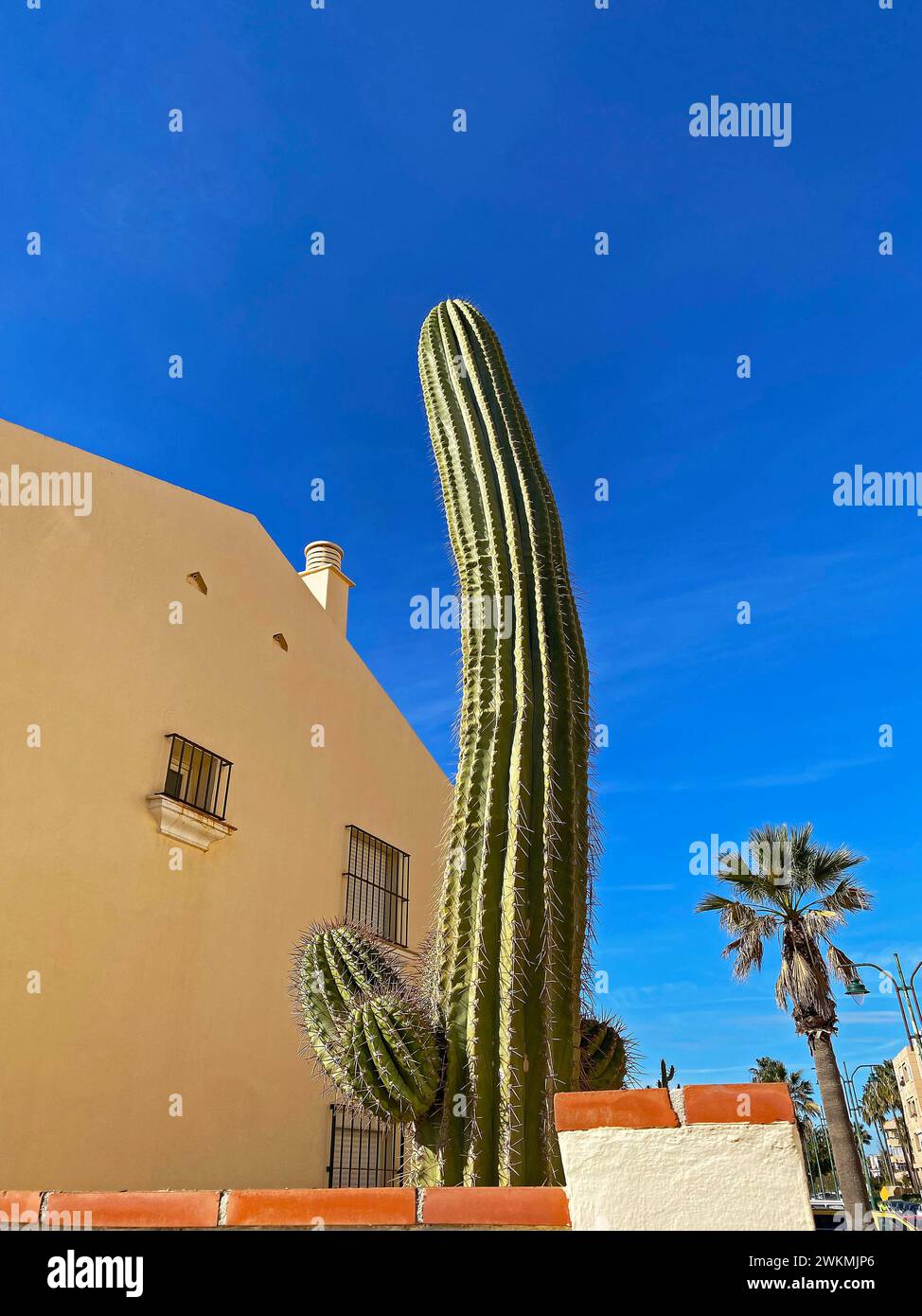 A large cactus and a palm tree near a light pole against a blue sky ...