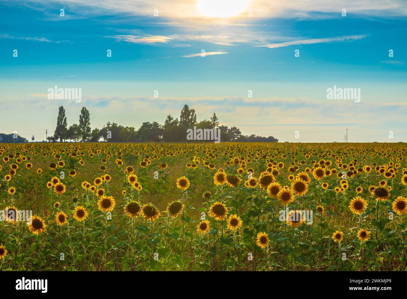 Field of yellow Sunflowers under a golden sunset. A sky with clouds and ...